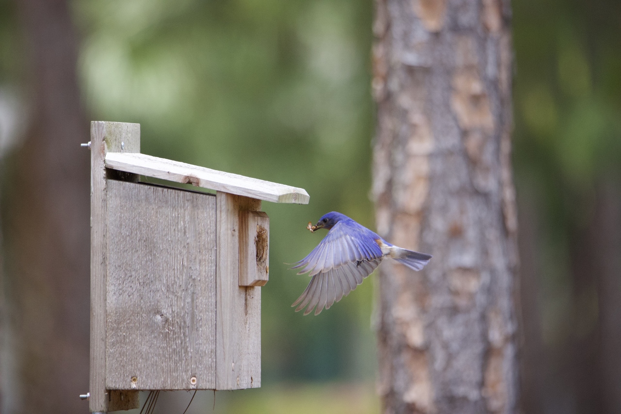 ‘Birds and Bees’—The Club at Mediterra’s Commitment to the Environment ...