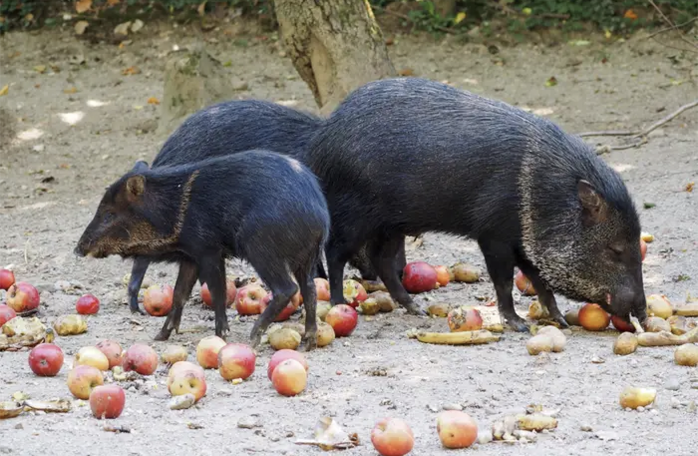 What is a Javelina? - Club + Resort Business